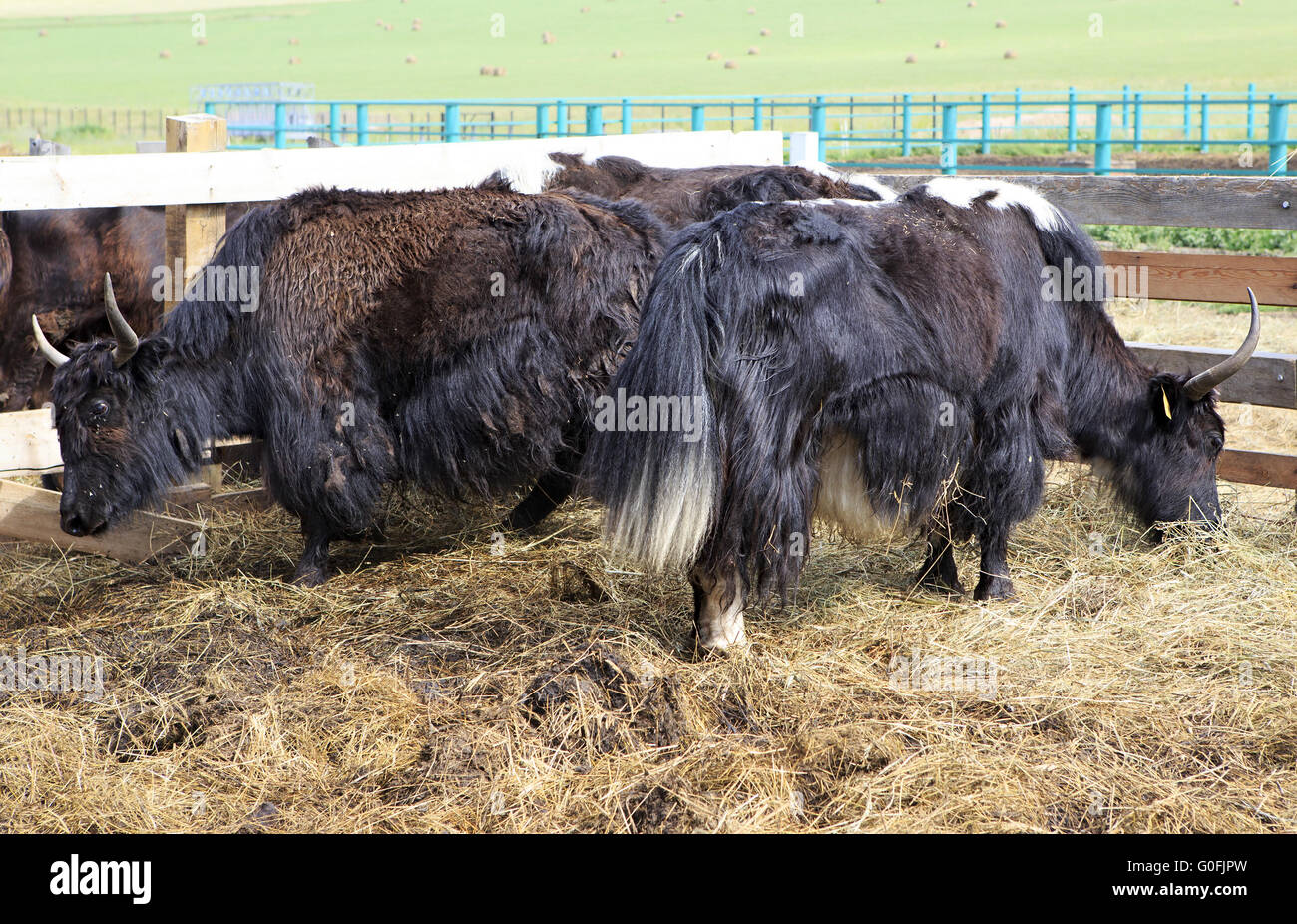 Yak is long haired bovid found throughout the Himalaya region of ...