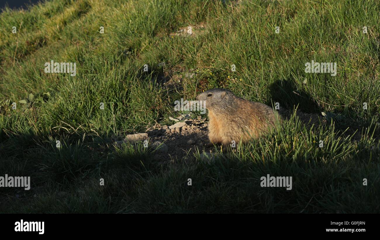 Marmotte hi-res stock photography and images - Alamy