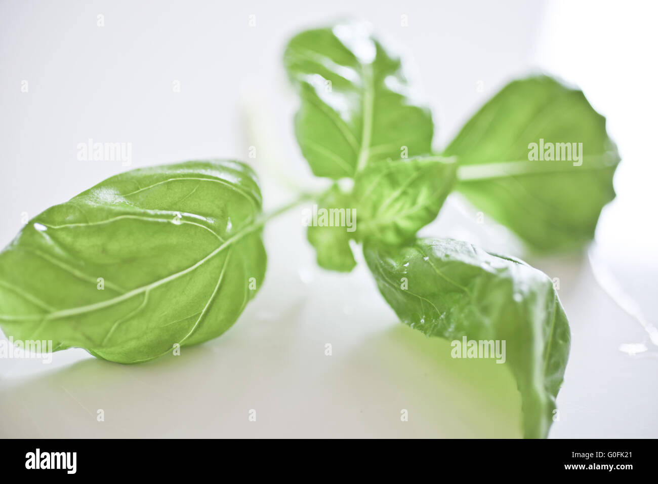 Plant verdure hi-res stock photography and images - Alamy