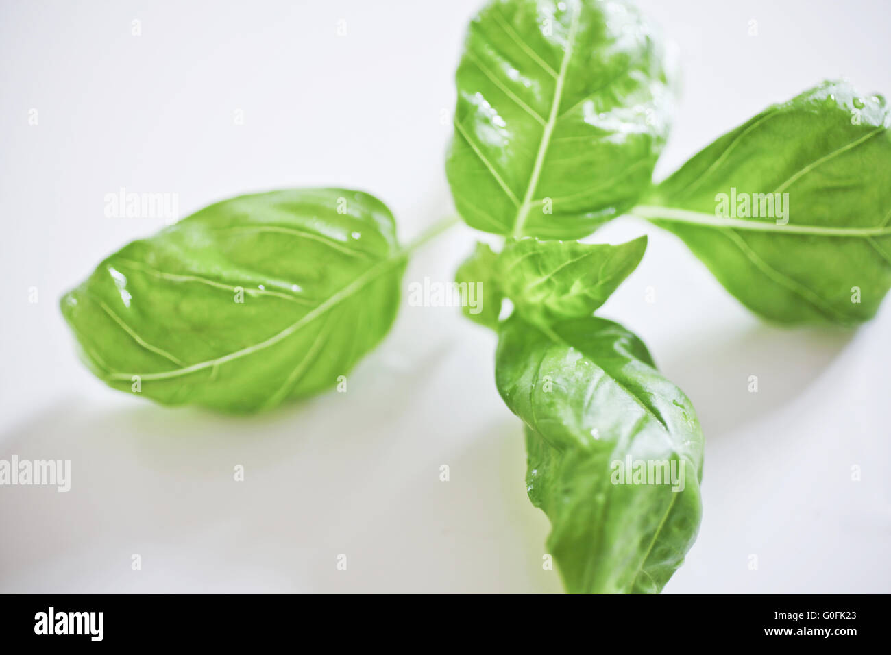 Basil greenery hi-res stock photography and images - Alamy