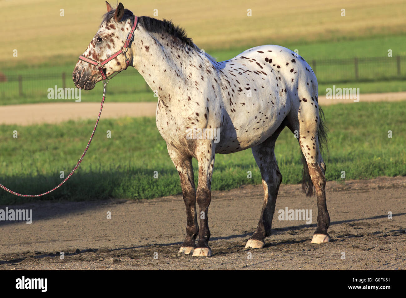 Altai native breed horse piebald or pied suit Stock Photo - Alamy
