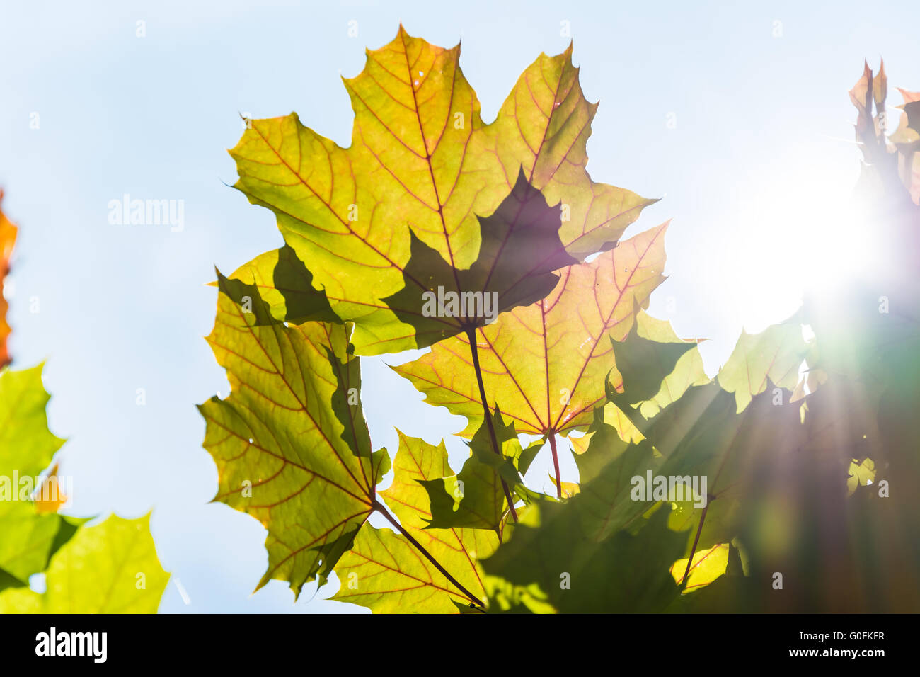 Angled leaves hi-res stock photography and images - Alamy