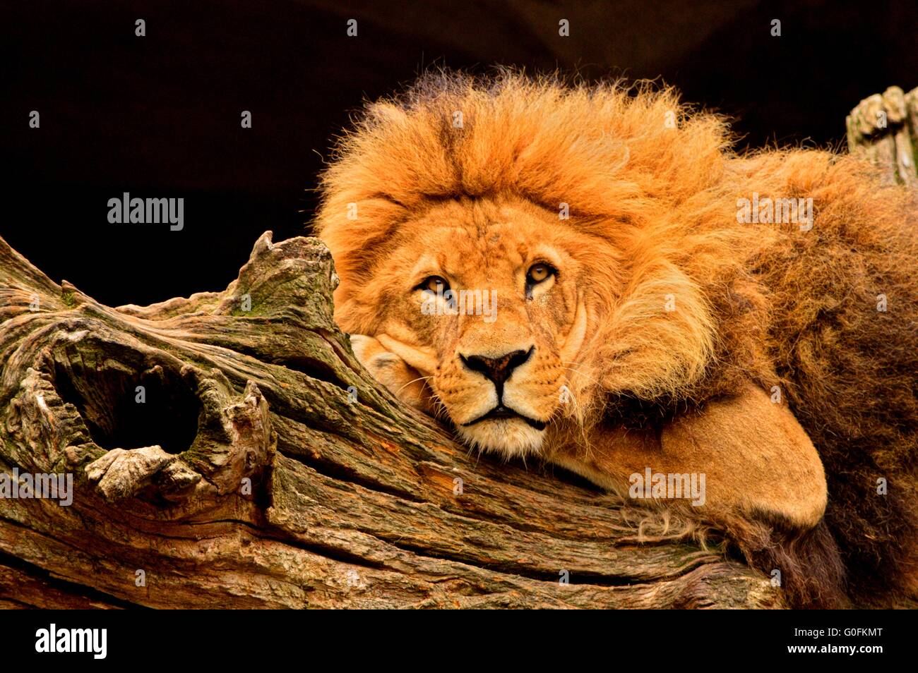 Relaxing animal hi-res stock photography and images - Alamy