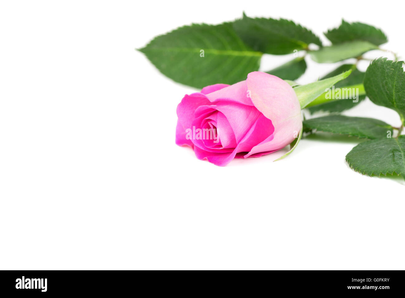 Pink rose isolated on white Stock Photo - Alamy