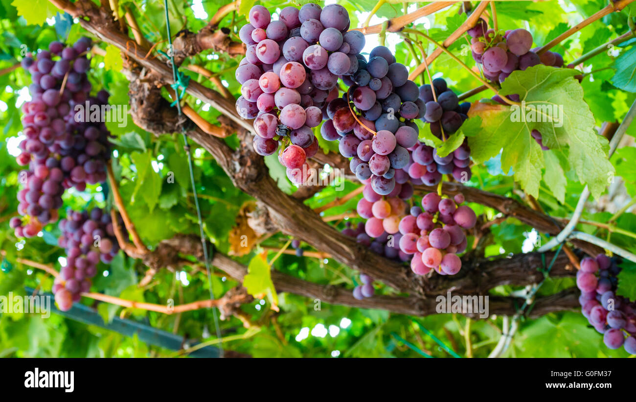 large bunches of red wine grapes hang from a vine Stock Photo - Alamy
