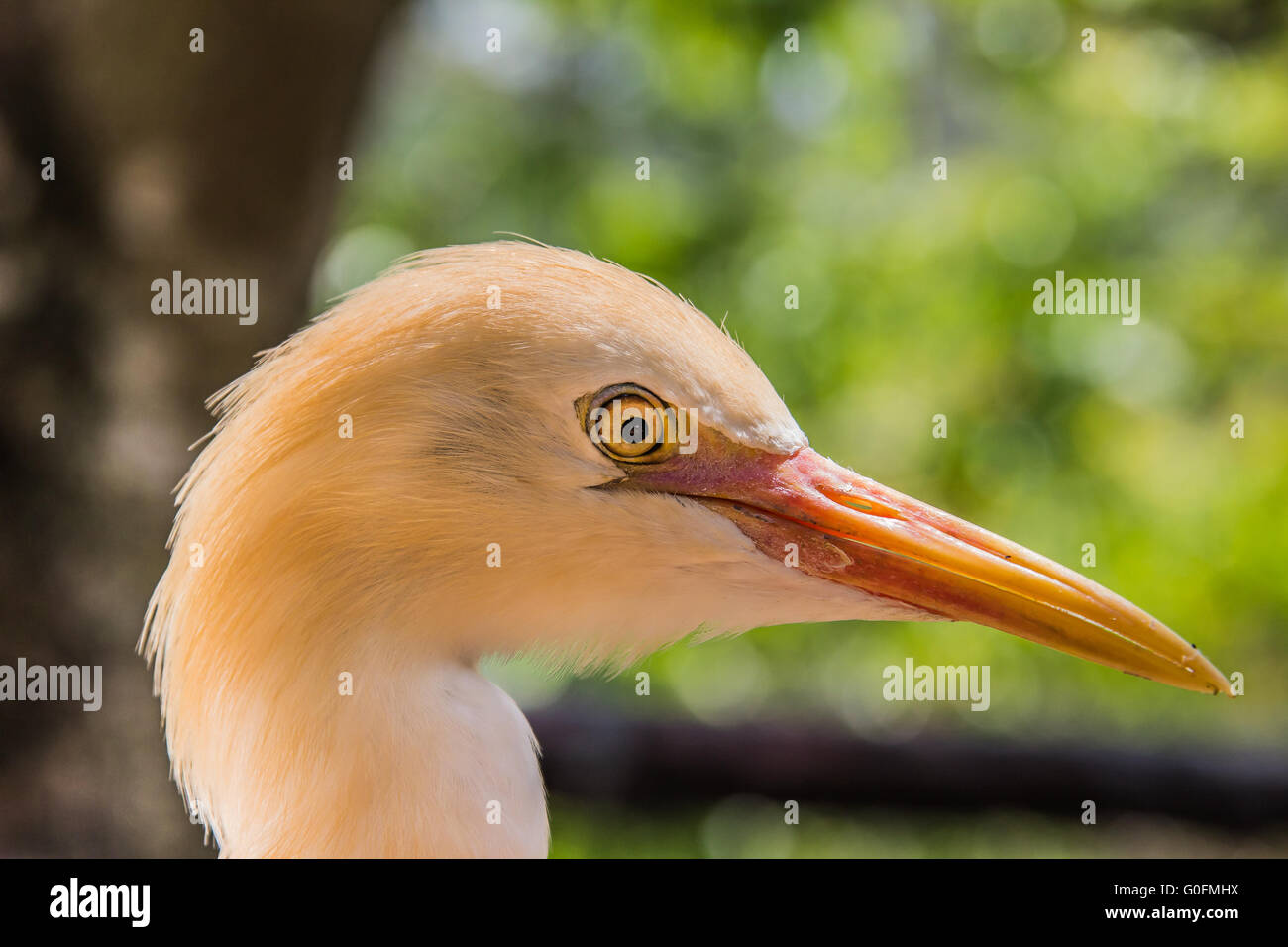 Herons family ardeidae hi-res stock photography and images - Alamy