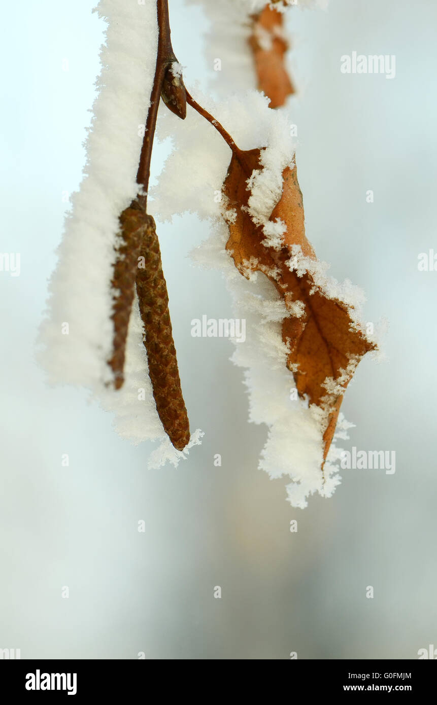 frozen abstract tree branches and plants in winter snow Stock Photo - Alamy