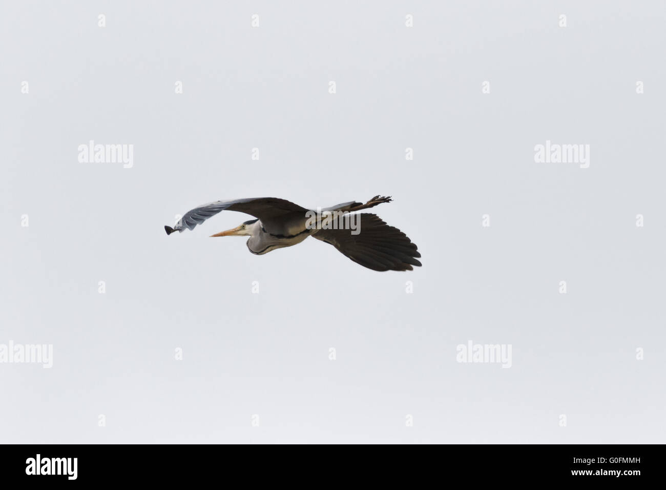 Flying Grey Heron Stock Photo - Alamy