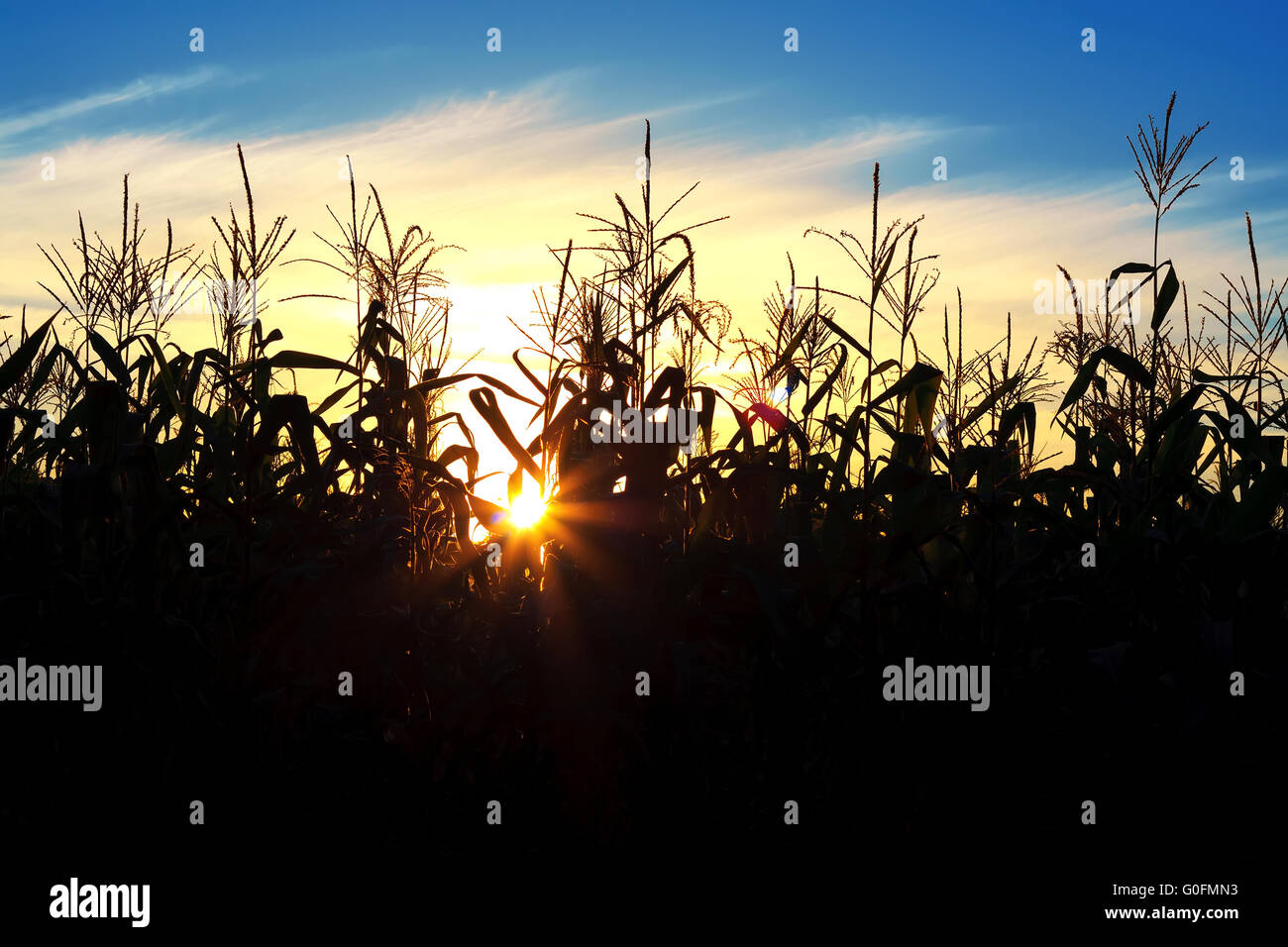 Sun shining through the corn Stock Photo - Alamy