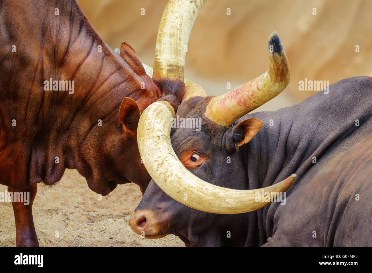 Fight of Cattle Stock Photo - Alamy