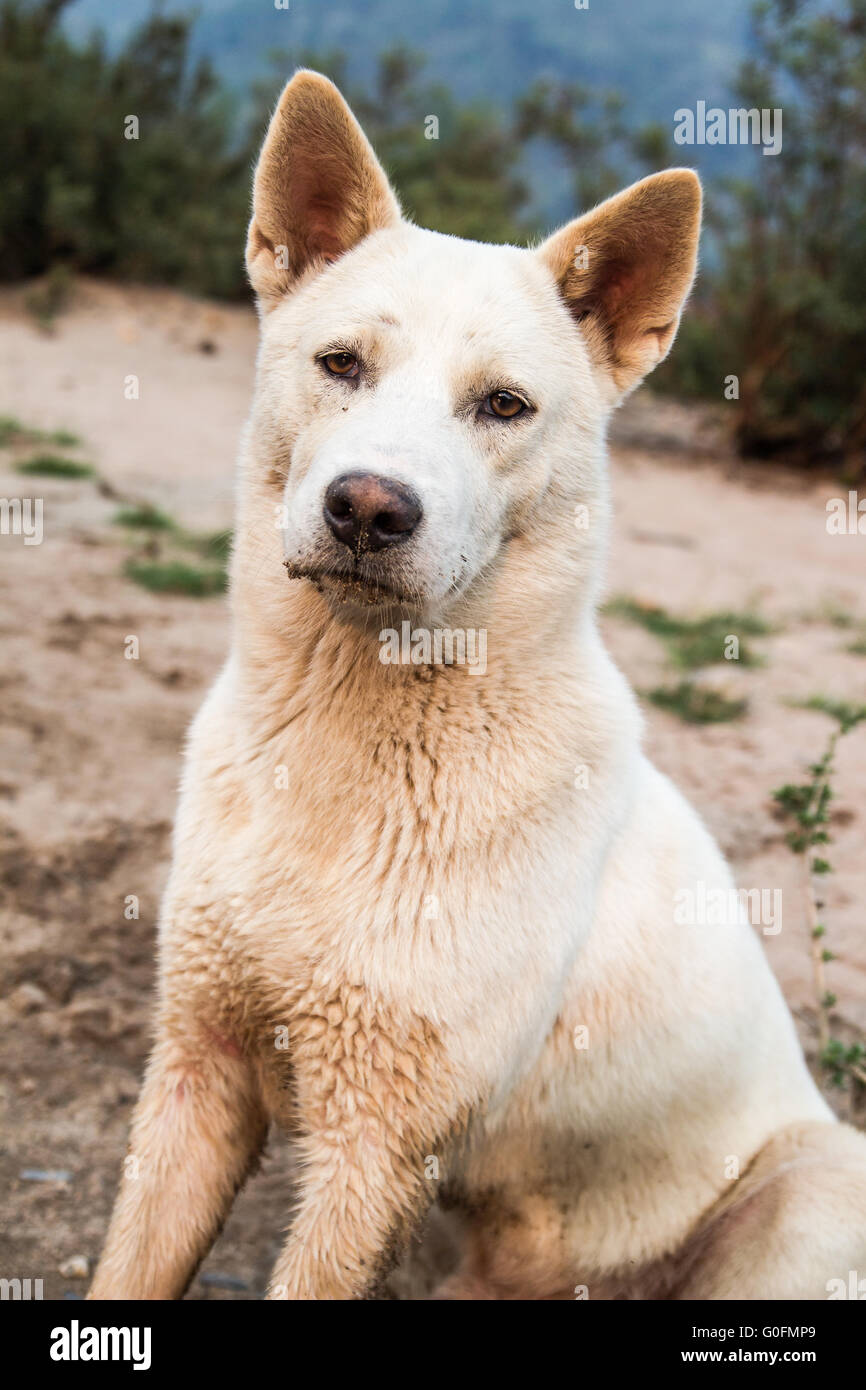 Healthy white dog hi-res stock photography and images - Alamy