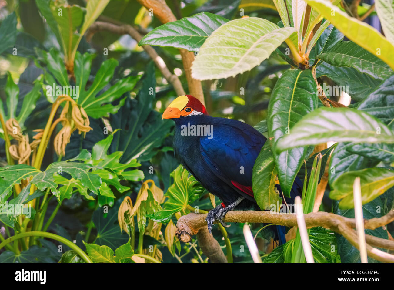 Violaceous turaco hi-res stock photography and images - Alamy