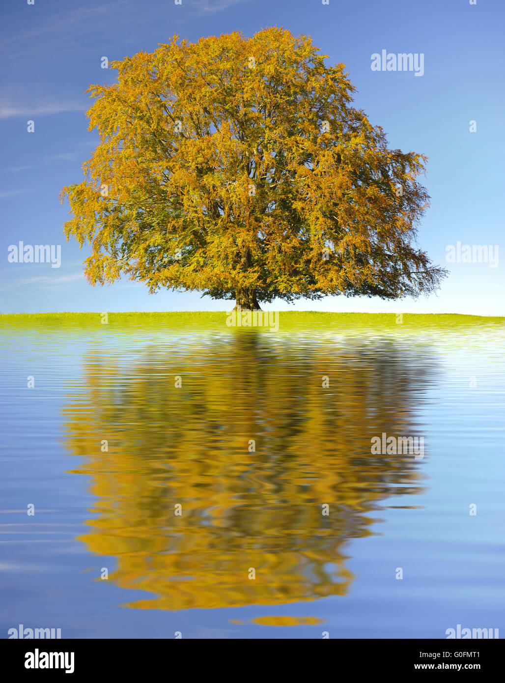 deciduous beech tree mirroring in lake Stock Photo - Alamy