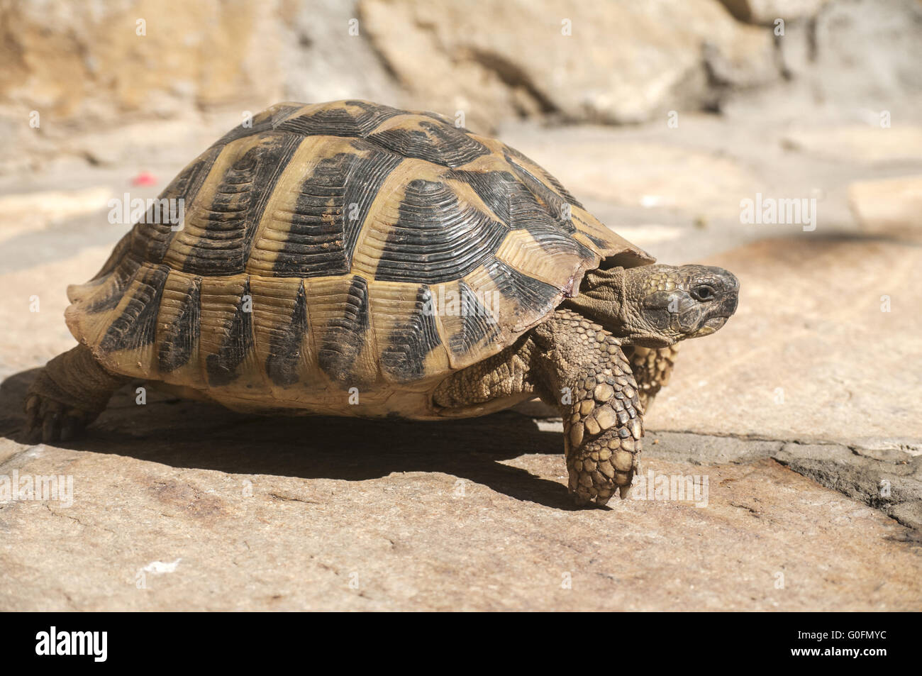 Hermann's tortoise walking on stone surface Stock Photo - Alamy