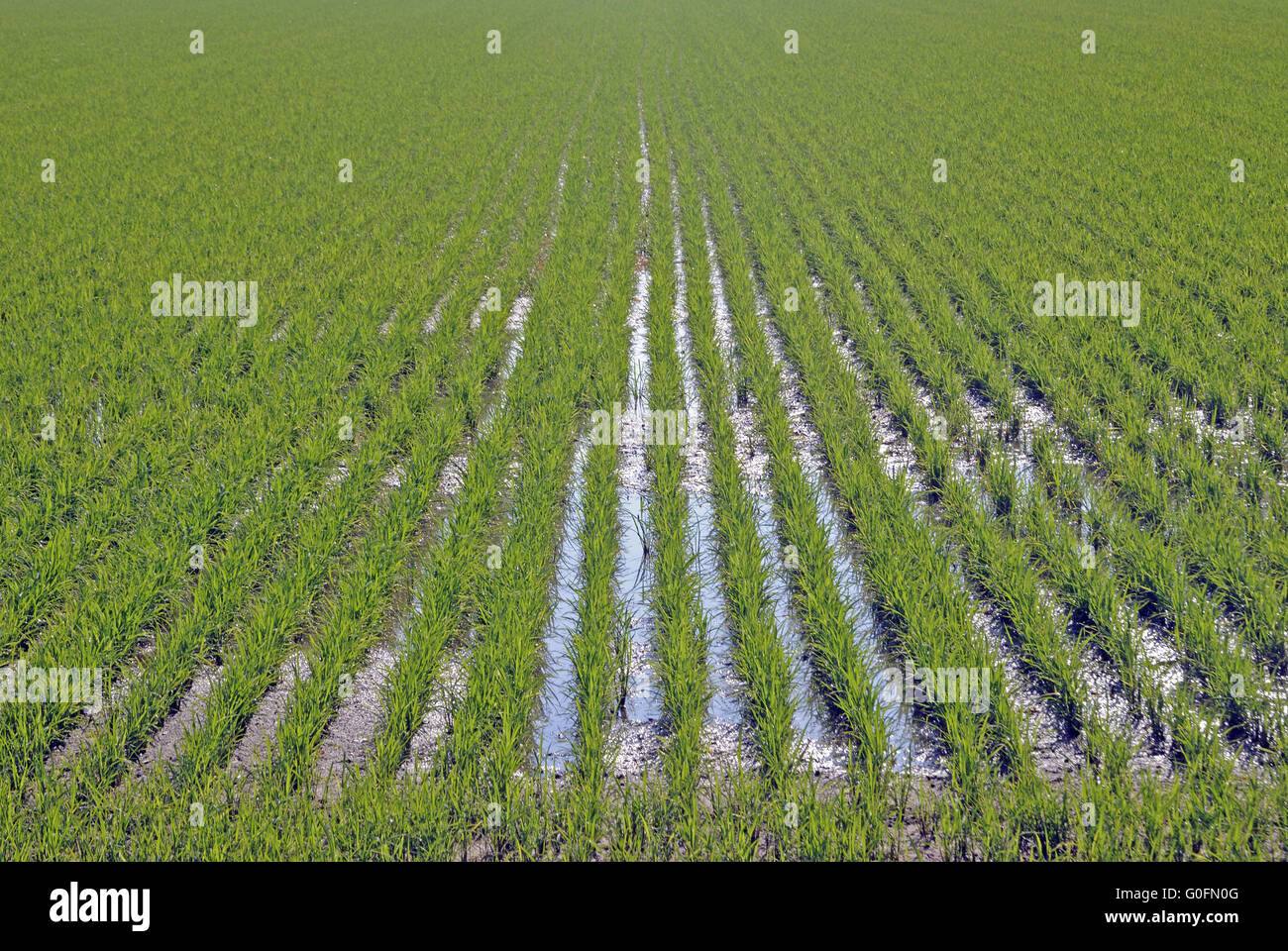 Landwirtschaft reisanbau hi-res stock photography and images - Alamy