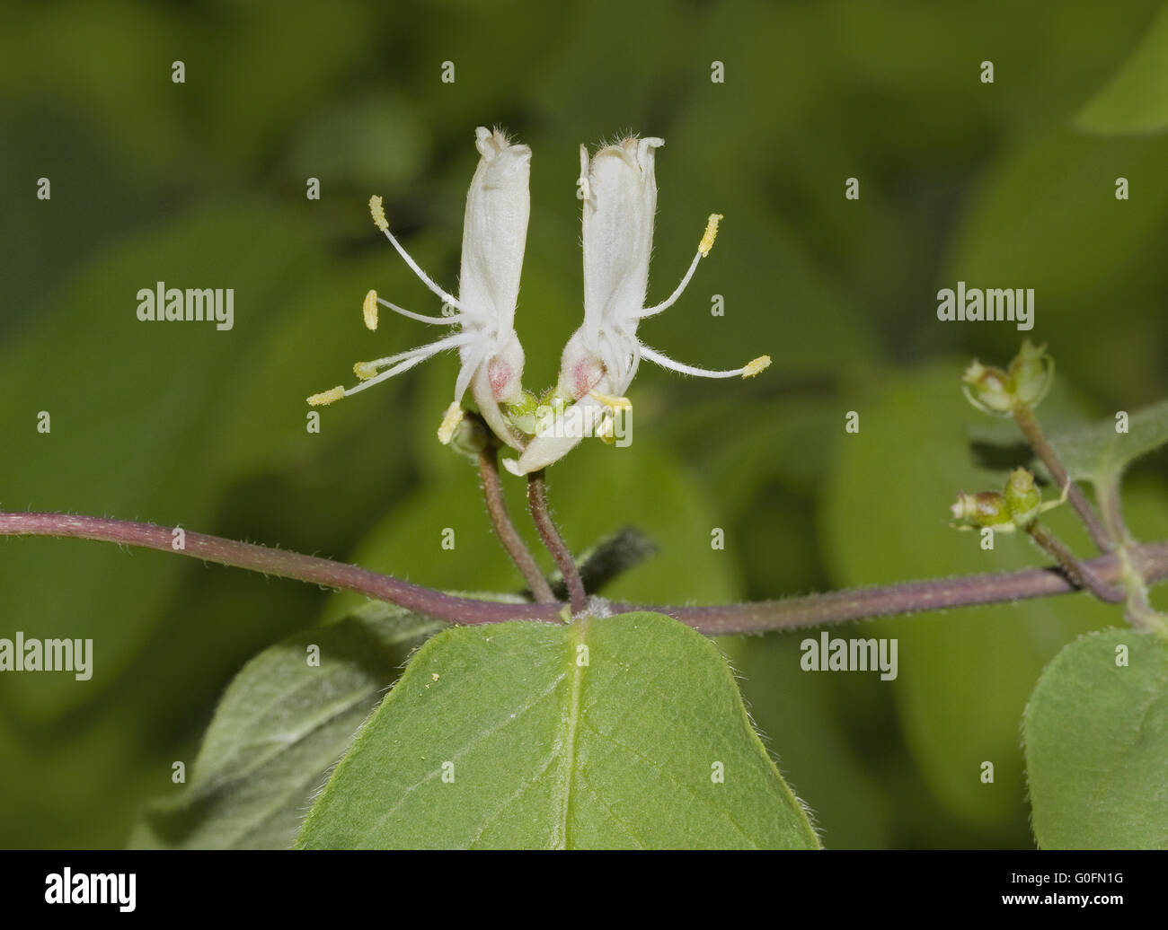 European fly honeysuckle Stock Photo - Alamy