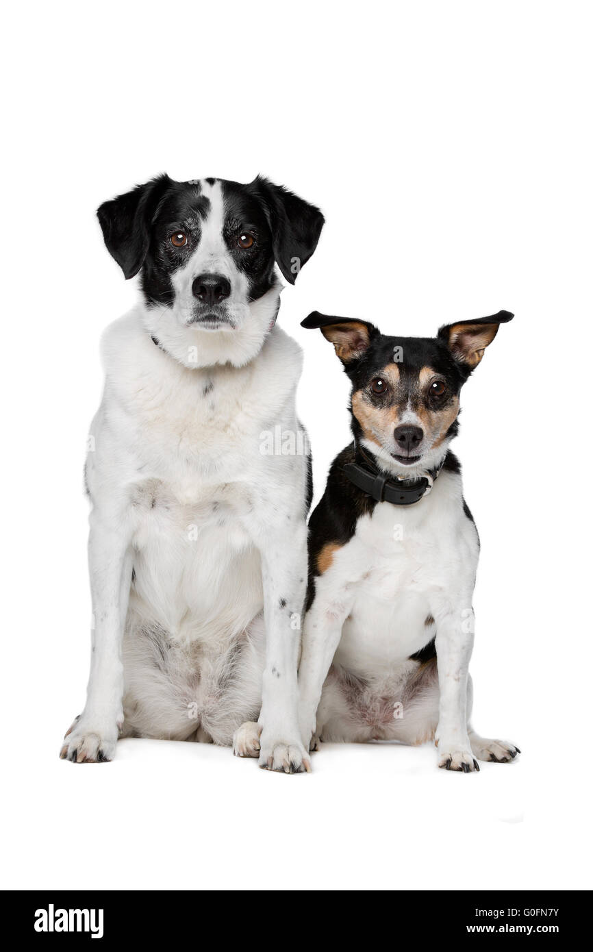 Mixed breed dog Stock Photo - Alamy