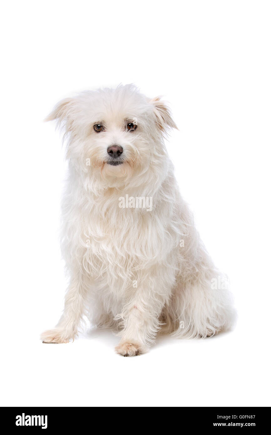 white Mixed breed dog Stock Photo - Alamy