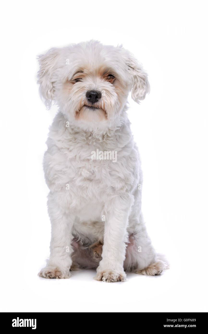 white mixed breed dog Stock Photo - Alamy