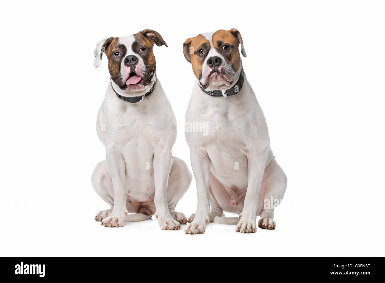 American bulldog dog hi-res stock photography and images - Alamy