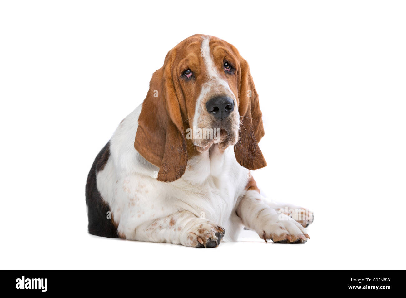 Basset hound tricolor hi-res stock photography and images - Alamy
