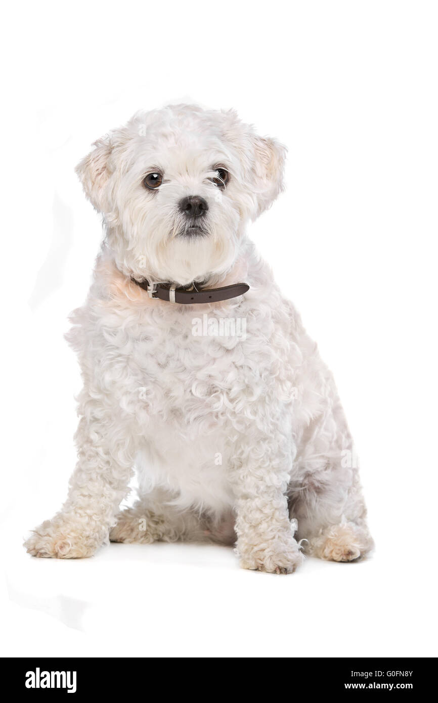 Mixed breed dog Stock Photo - Alamy