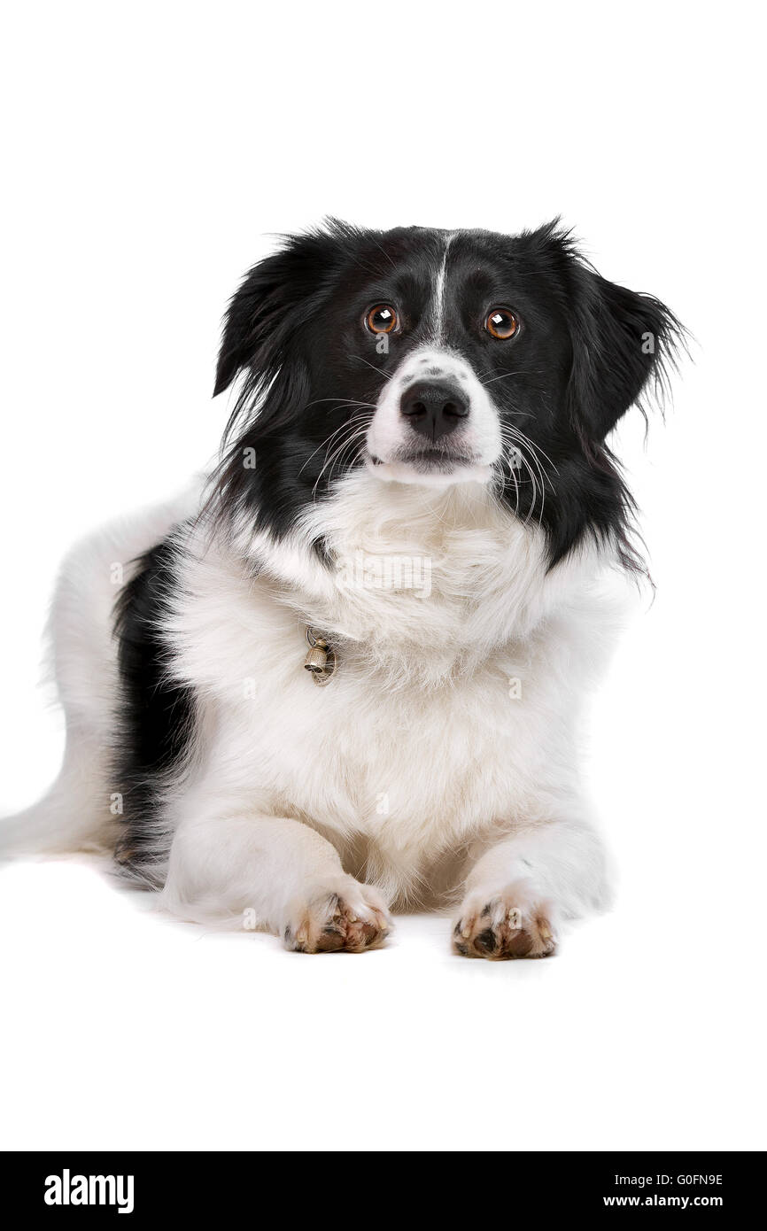 Mixed breed dog cross Cut Out Stock Images & Pictures - Alamy