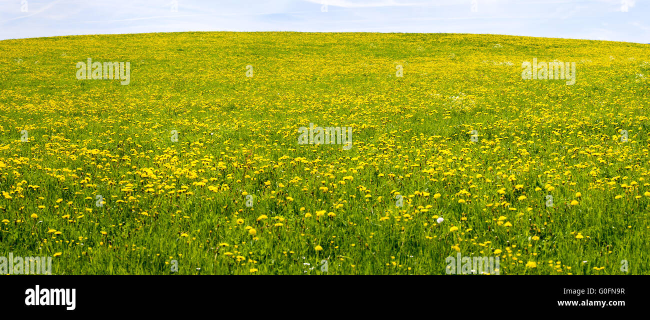 Hintergrund blumenwiese hi-res stock photography and images - Alamy