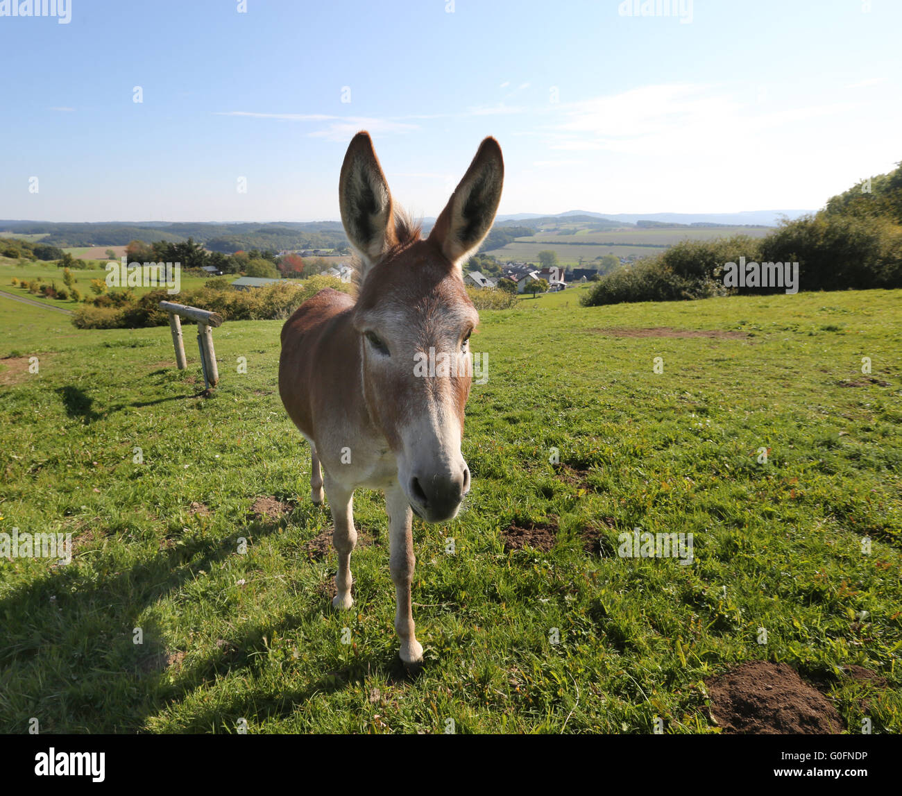 Maul tier hi-res stock photography and images - Alamy