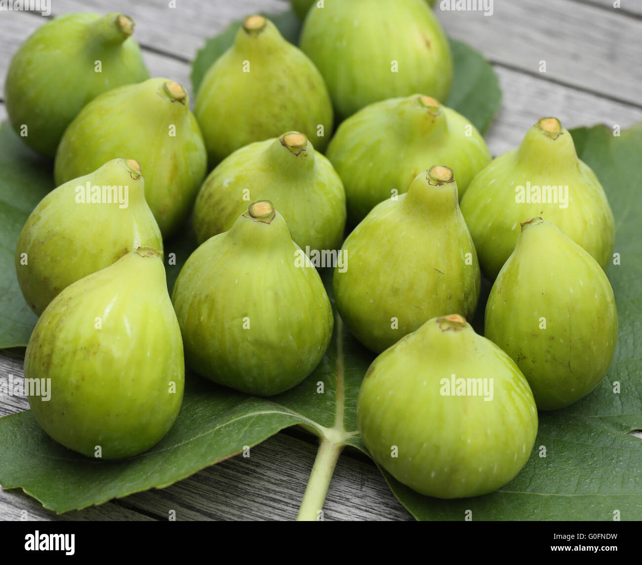 Tribes ficeae hi-res stock photography and images - Alamy