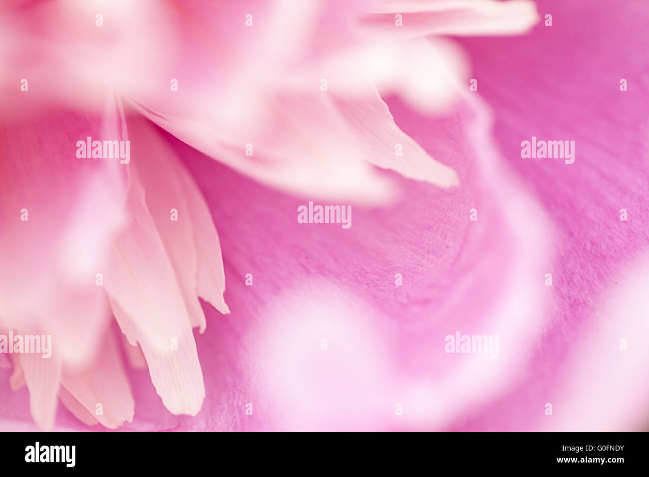Abstract beautiful gentle spring flower background. Closeup with soft ...