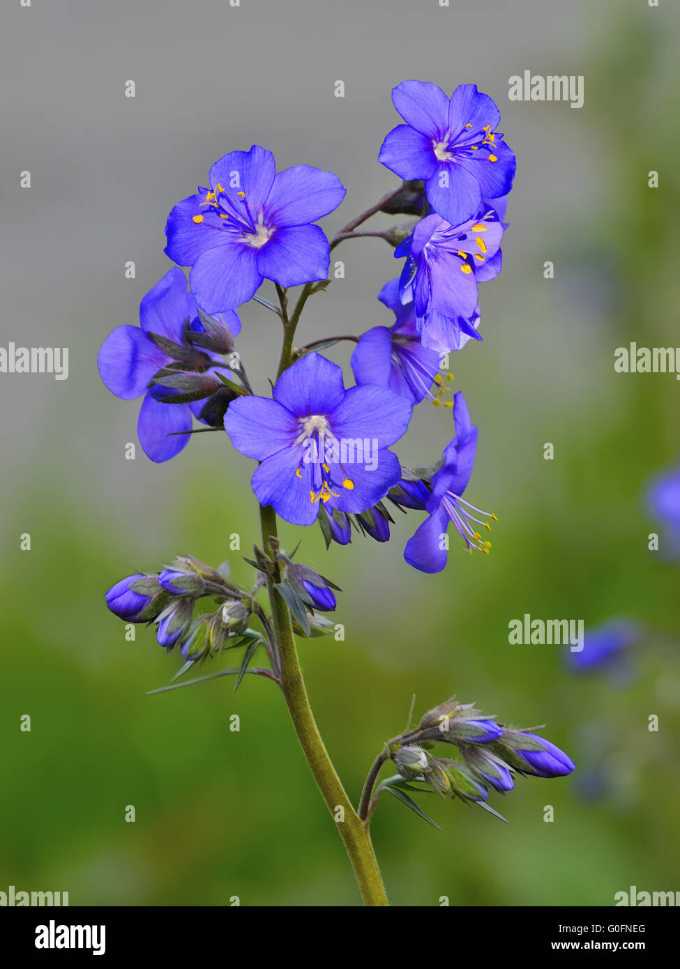 Greek valerian (Polemonium caeruleum Stock Photo - Alamy