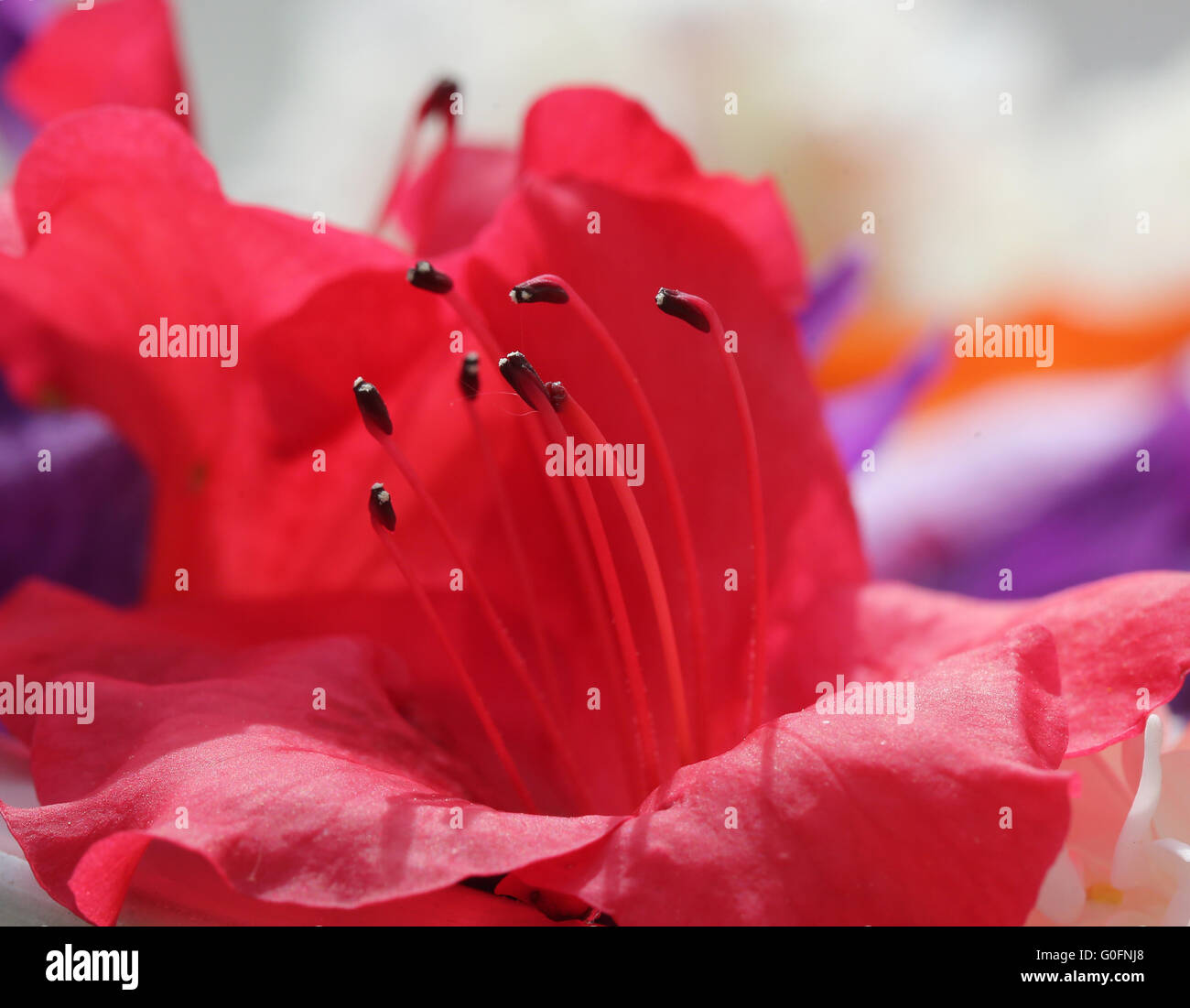 Fragile plants hi-res stock photography and images - Alamy