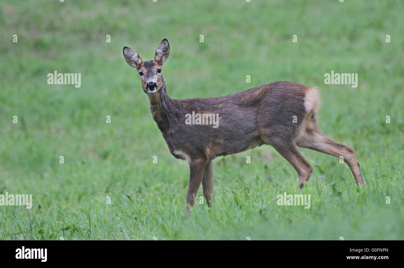 Roebuck does ricke hi-res stock photography and images - Alamy