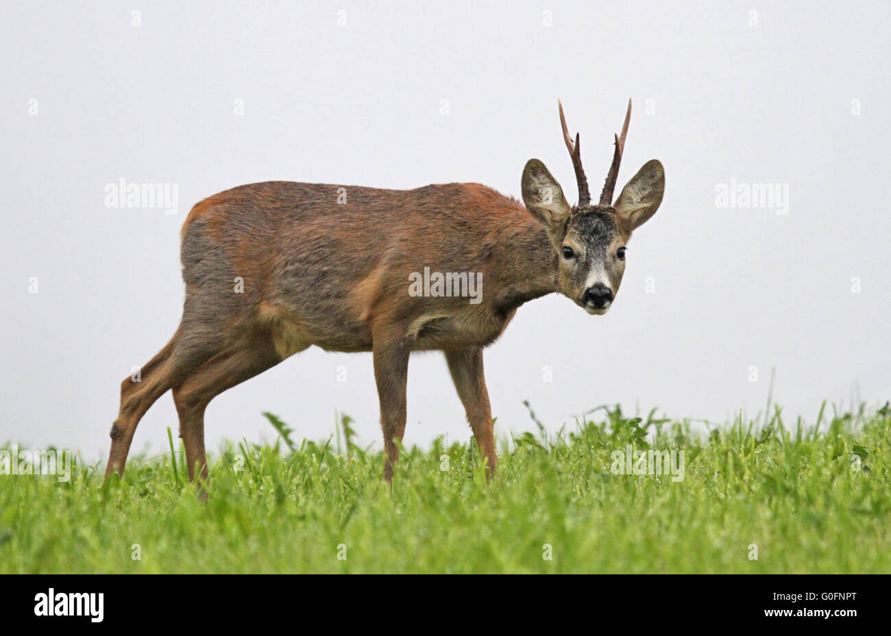Roebuck does ricke hi-res stock photography and images - Alamy