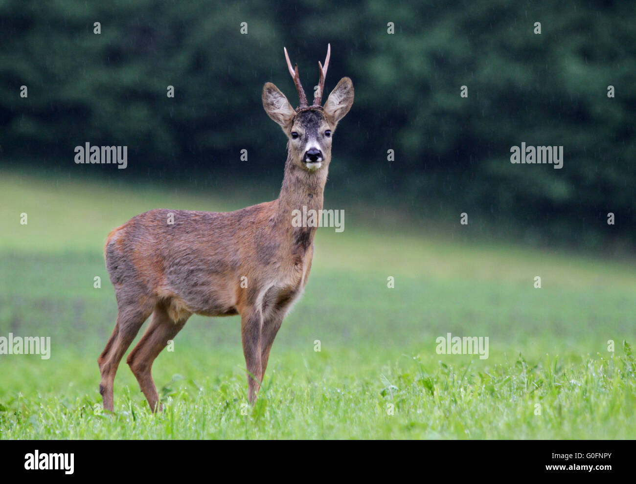 Tier ri hi-res stock photography and images - Alamy