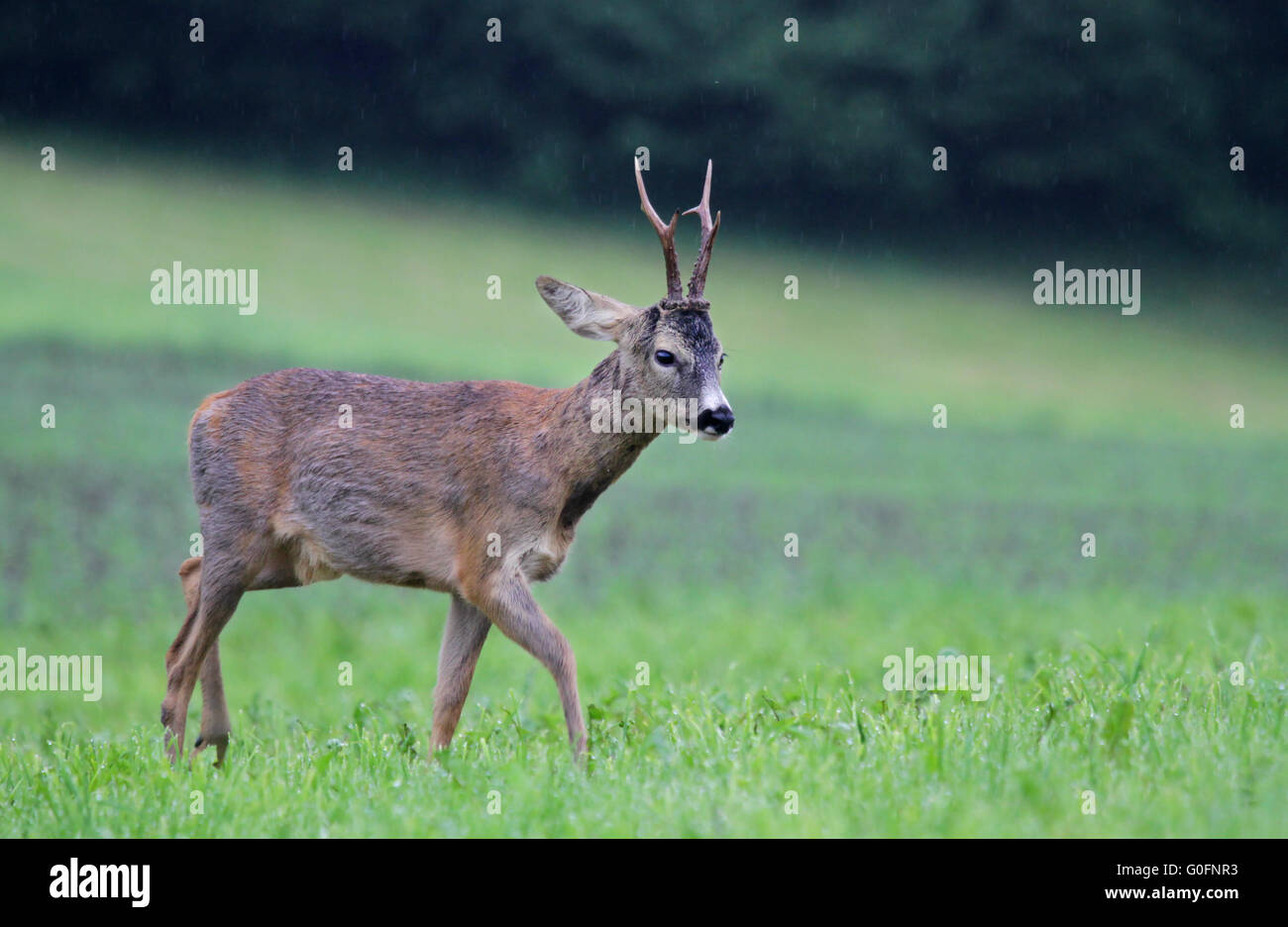 Roebuck does ricke hi-res stock photography and images - Alamy