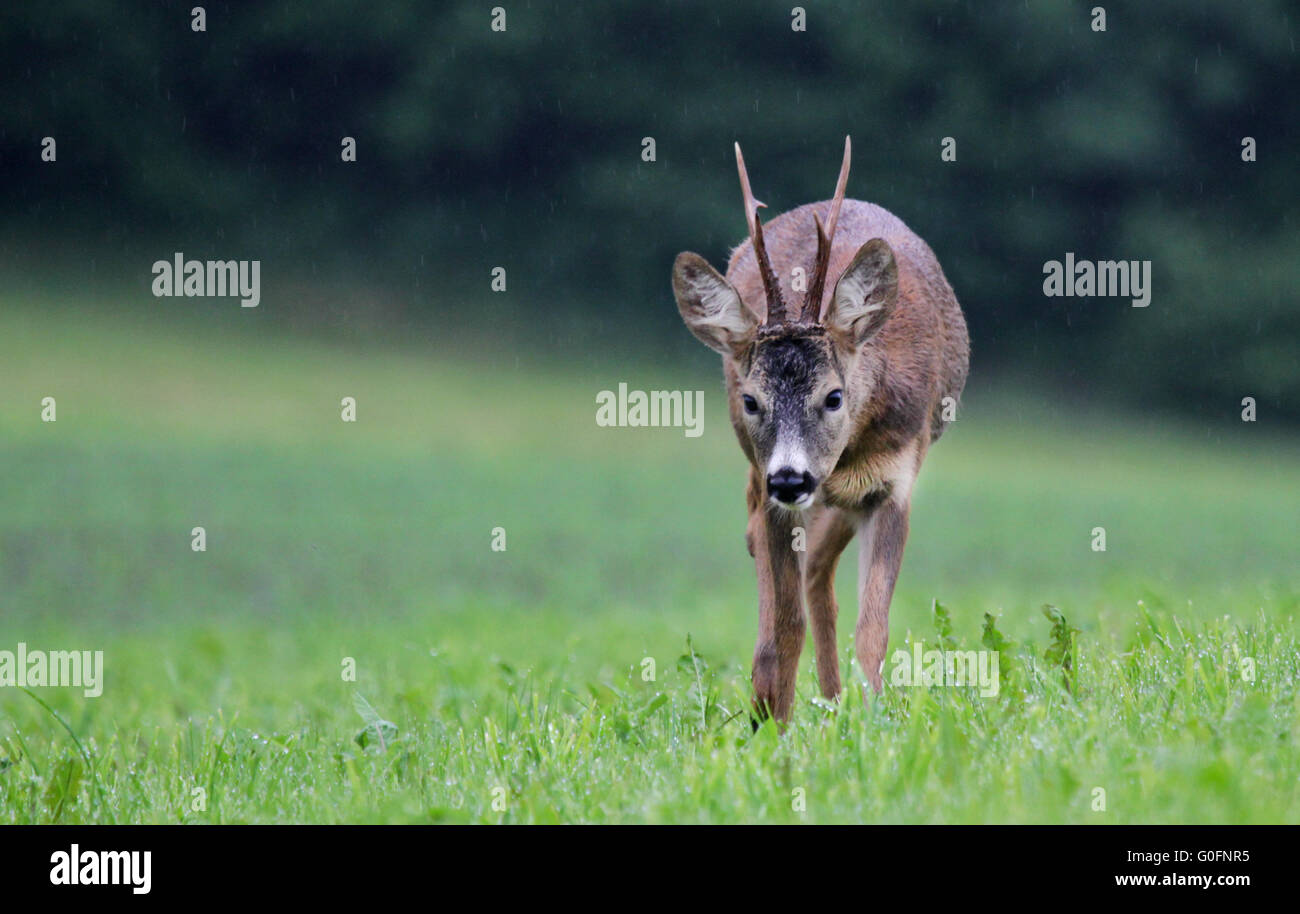 Roebuck does ricke hi-res stock photography and images - Alamy