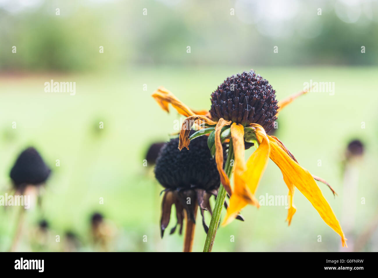 Withered field hi-res stock photography and images - Alamy