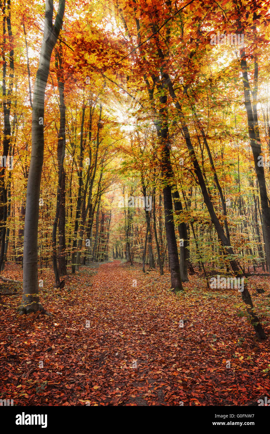 Autumnal period hi-res stock photography and images - Alamy