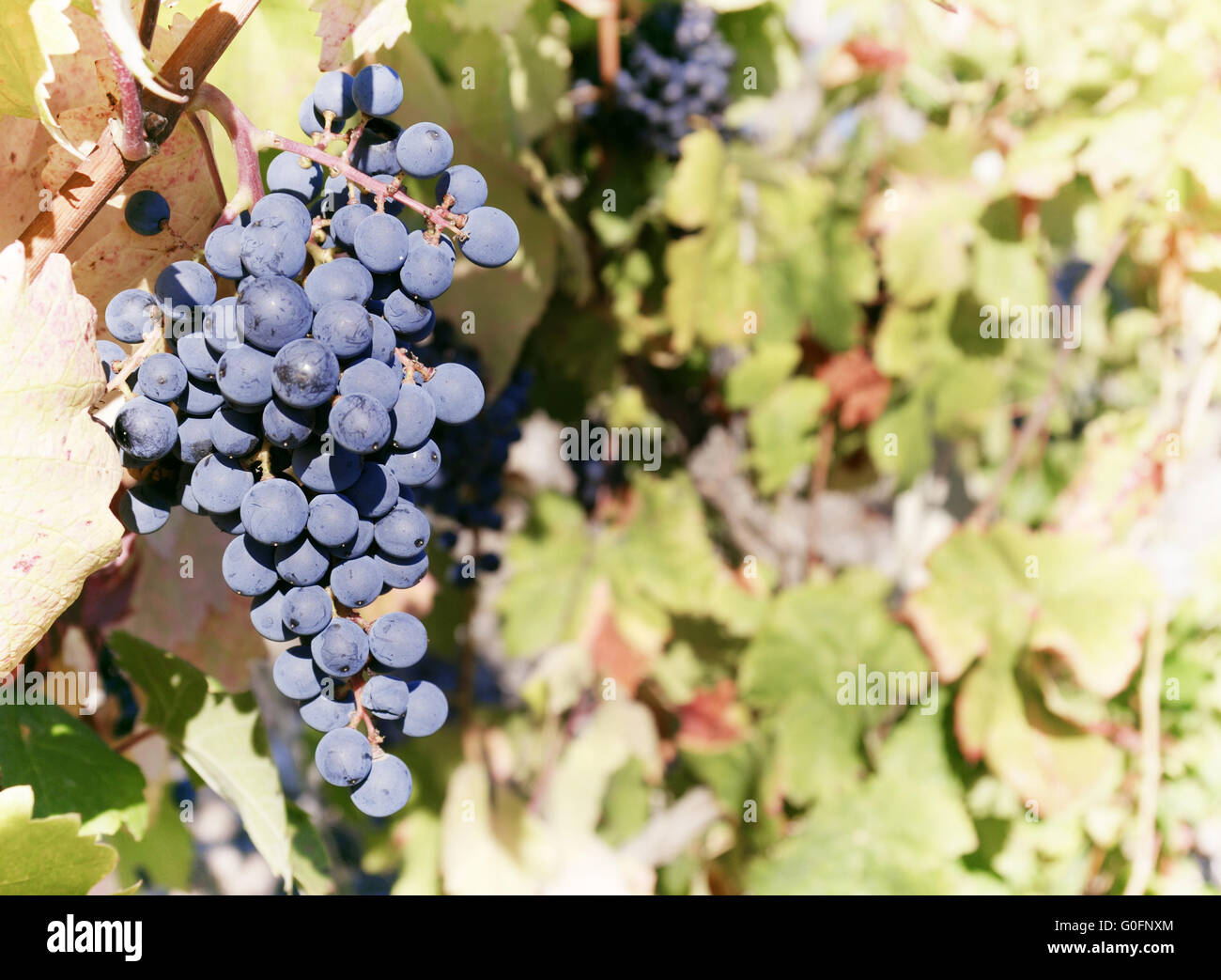 Sweet and tasty blue grape bunch Stock Photo - Alamy