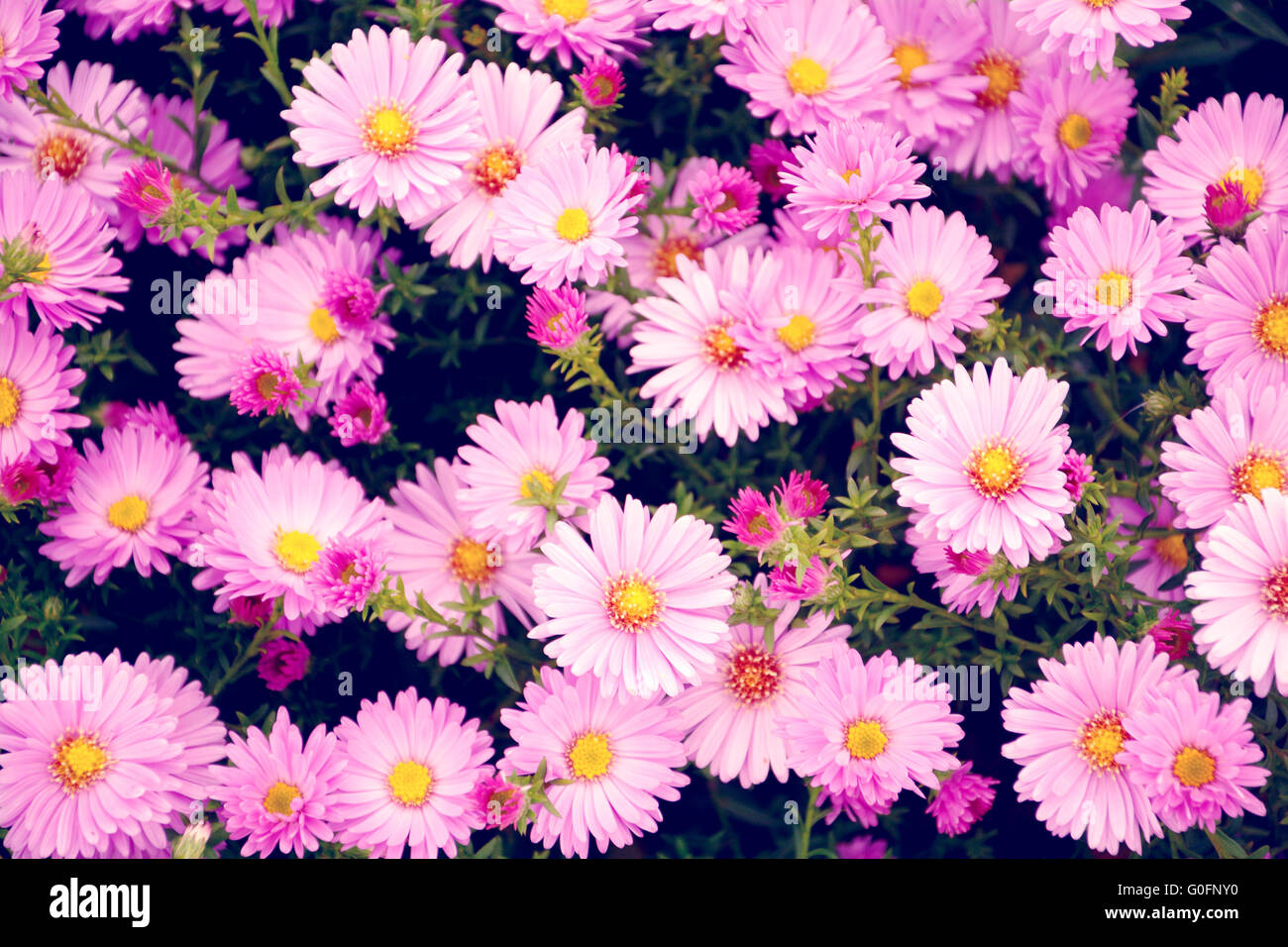 Small garden Astra flowers Stock Photo - Alamy