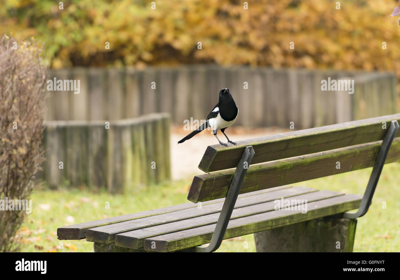 Magpie wings hi-res stock photography and images - Alamy