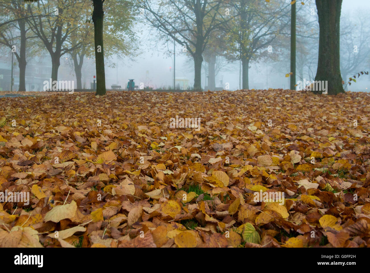 Seasonal foliage ground hi-res stock photography and images - Alamy
