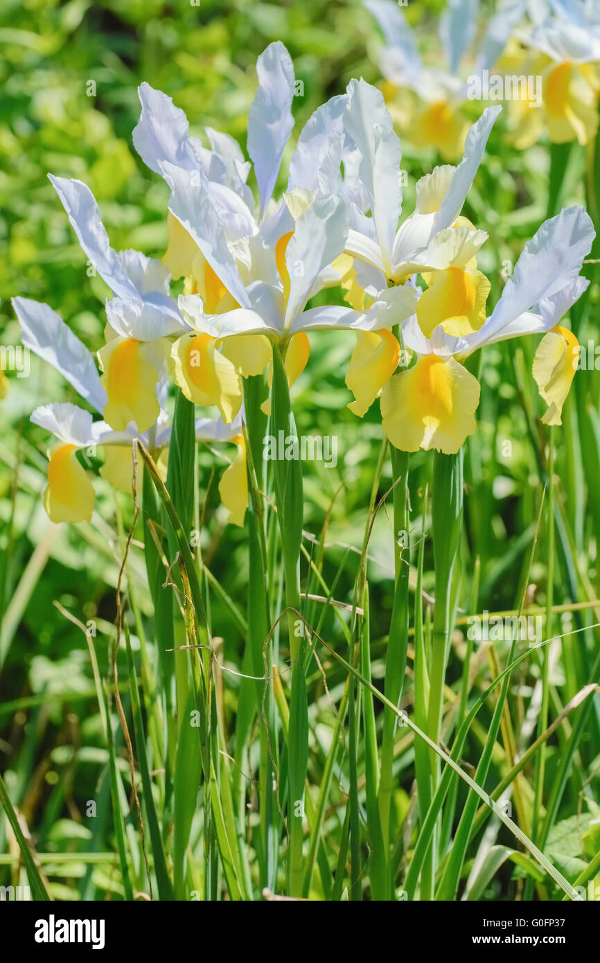 White Iris Flowers Stock Photo - Alamy