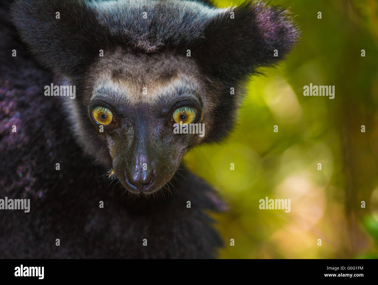 Indri, the largest lemur of Madagascar Stock Photo - Alamy