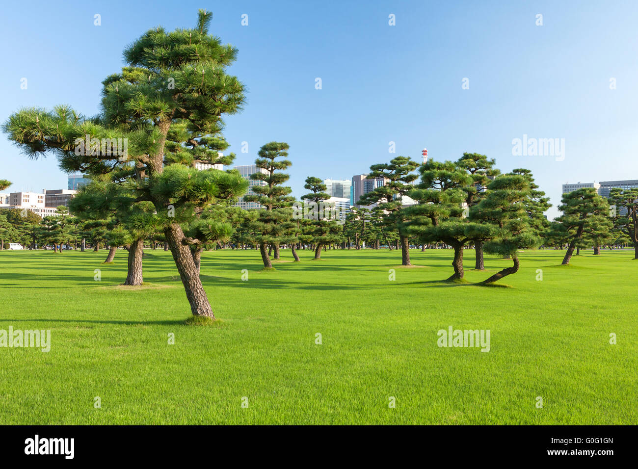 Trees in front of skyscrapers hi-res stock photography and images - Alamy
