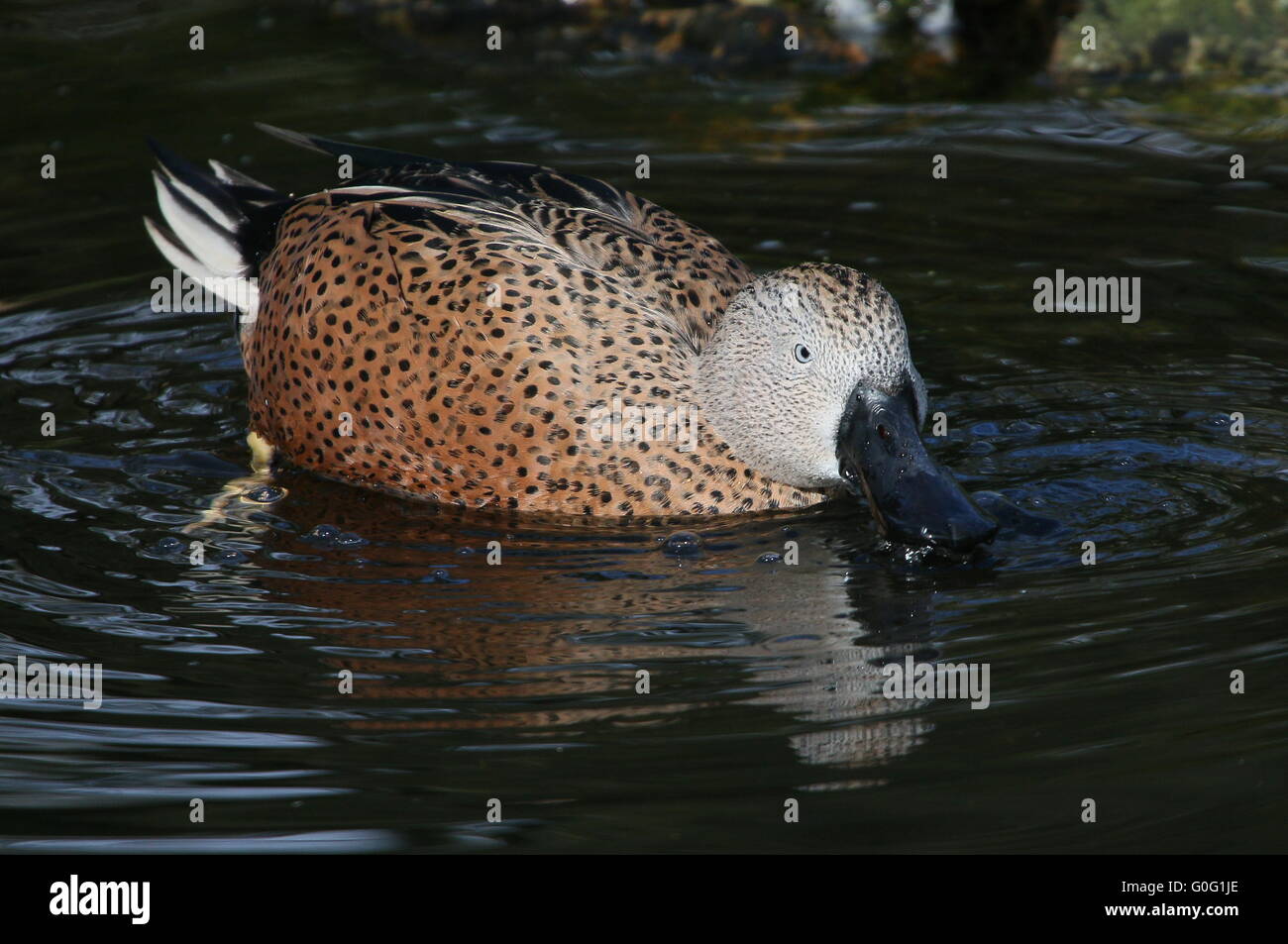 Male Argetine Red Shoveler duck (Anas platalea) dabbling and swimming ...