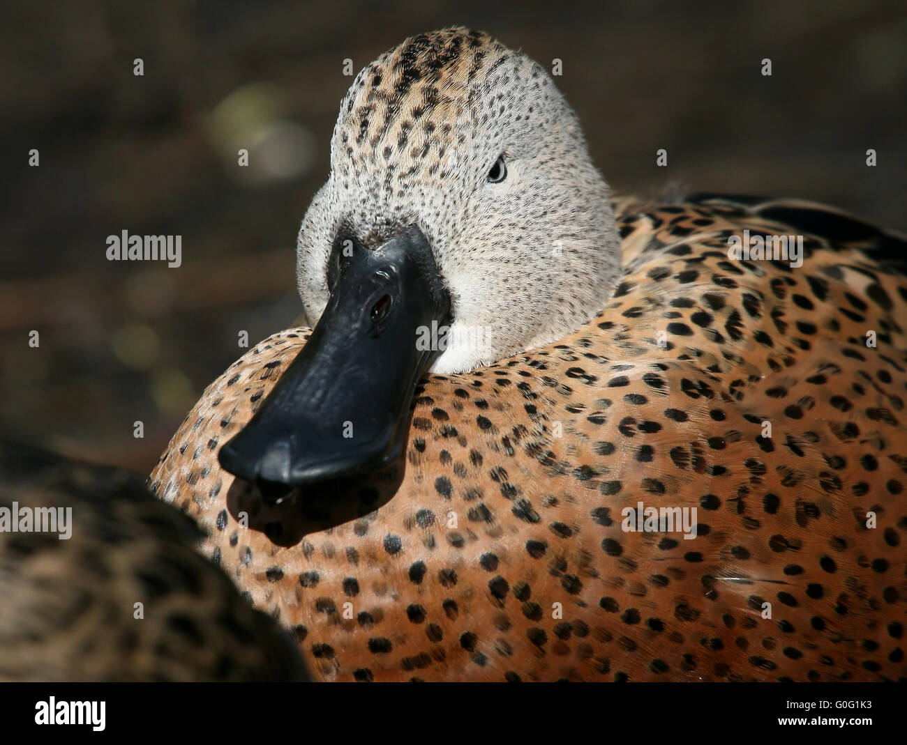 Male South American Red Shoveler dabbling duck (Anas platalea) closeup ...