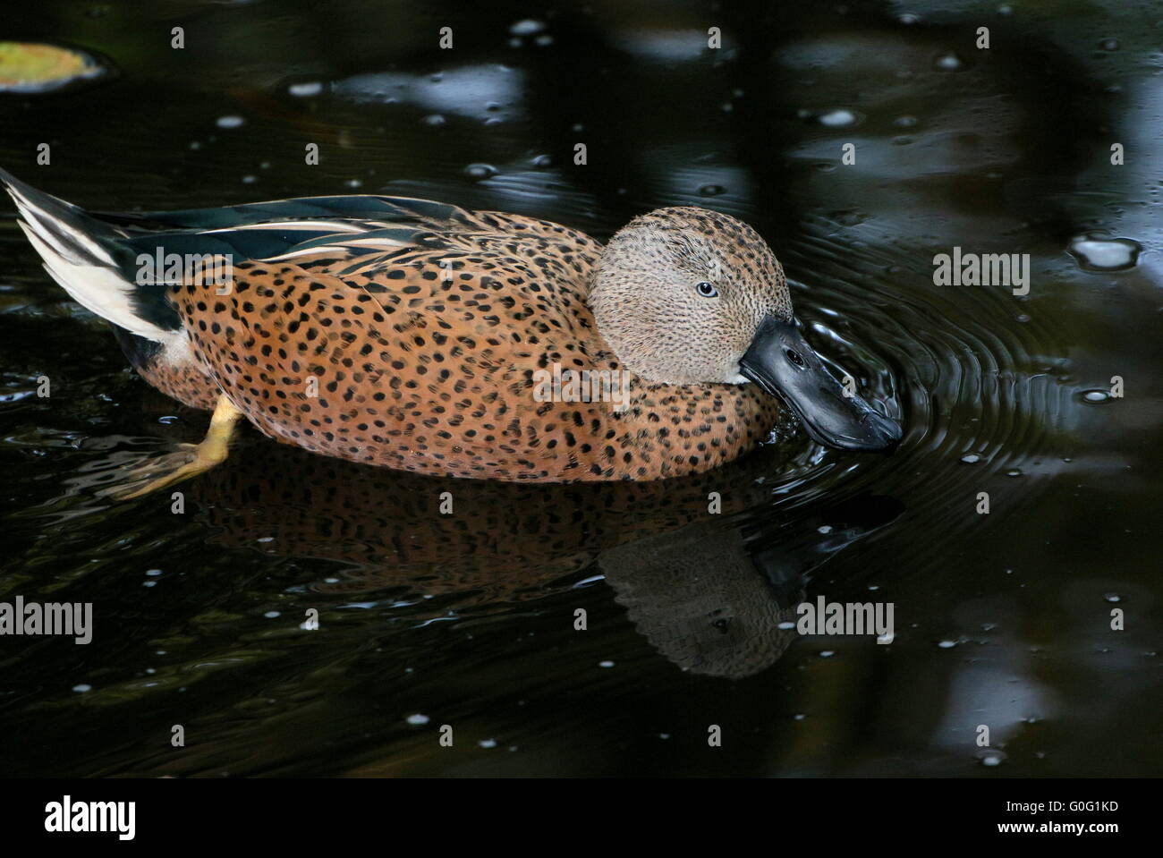 Male South American Red Shoveler dabbling duck (Anas platalea) swimming ...